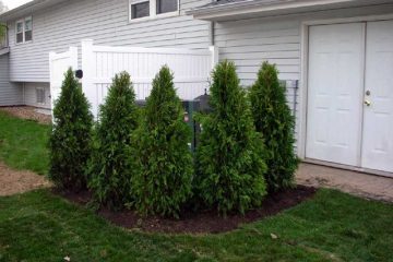 6 Great Tips for Landscaping Around Your AC Unit